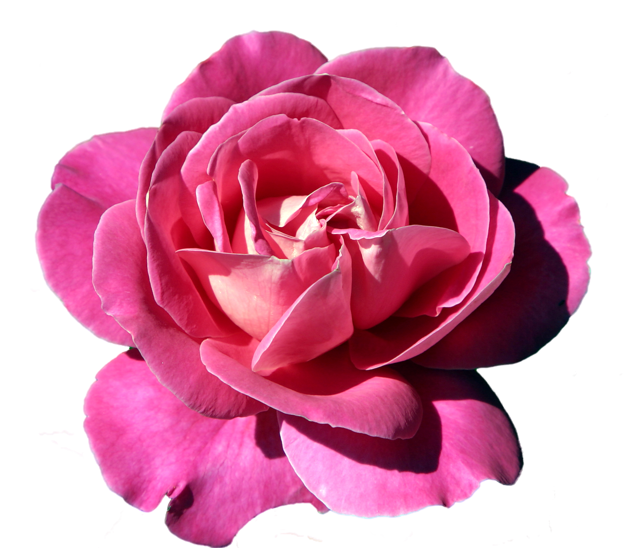 Pink Rose Clipart Gallery Yopriceville High Quality Images And