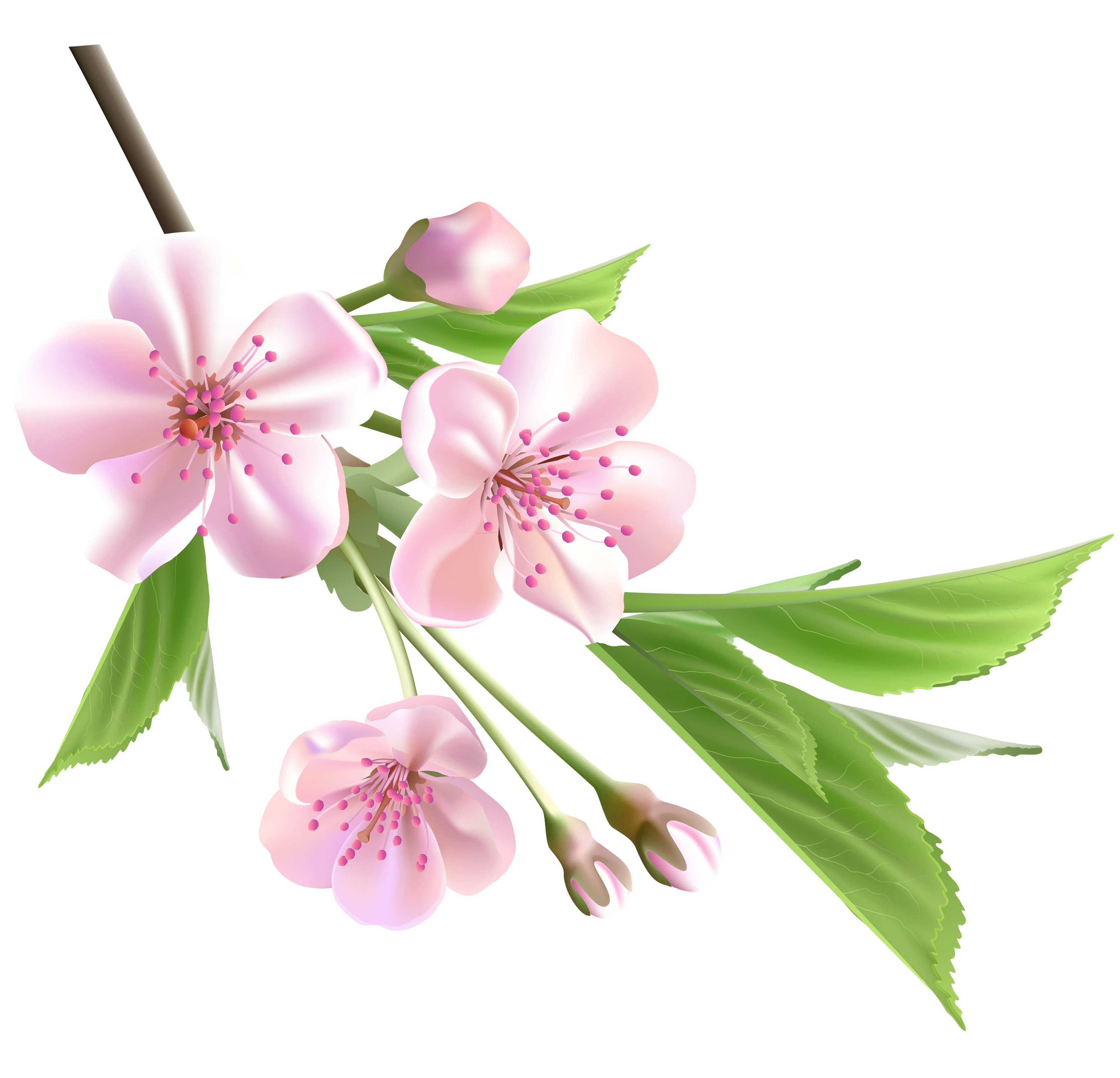 Spring Branch With Pink Tree Flowers Png Clipart Gallery Yopriceville