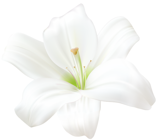White Lily Png Clip Art Image Gallery Yopriceville High Quality