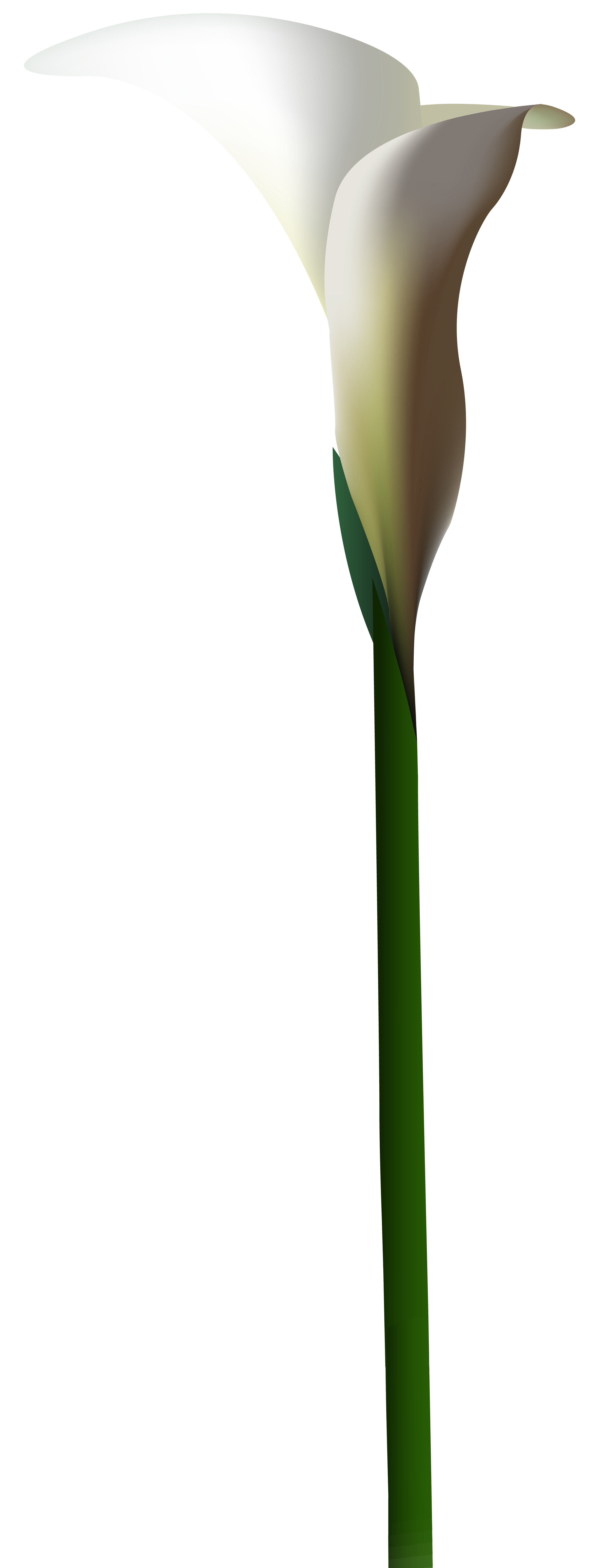 Calla Lily Flower Png Clip Art Image Gallery Yopriceville High