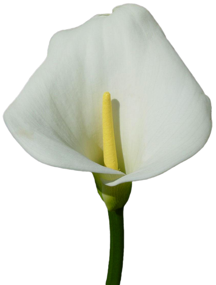 Large Calla Lily Png Clipart Gallery Yopriceville High Quality Free