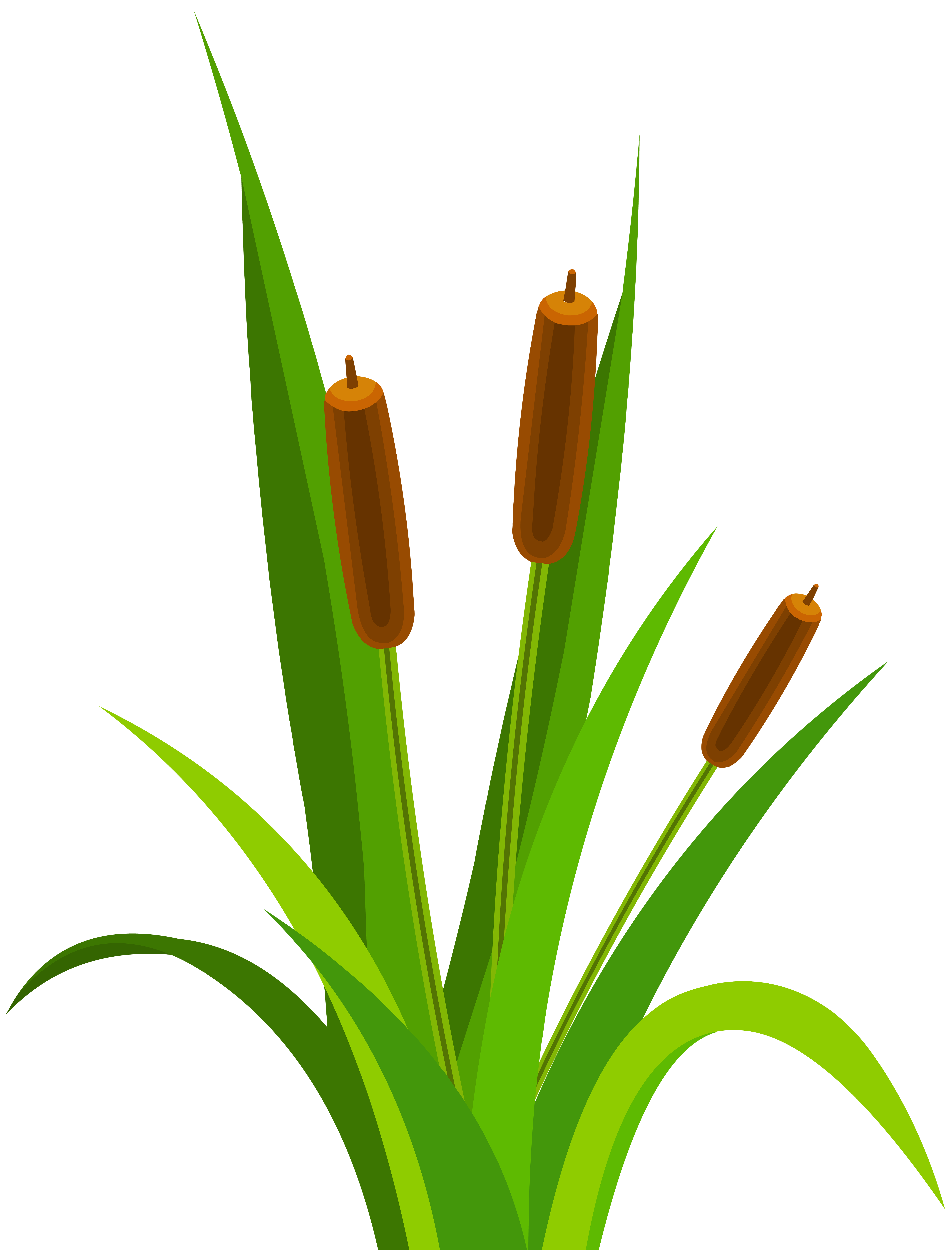 Bulrush Decorative Transparent Image | Gallery Yopriceville - High ...