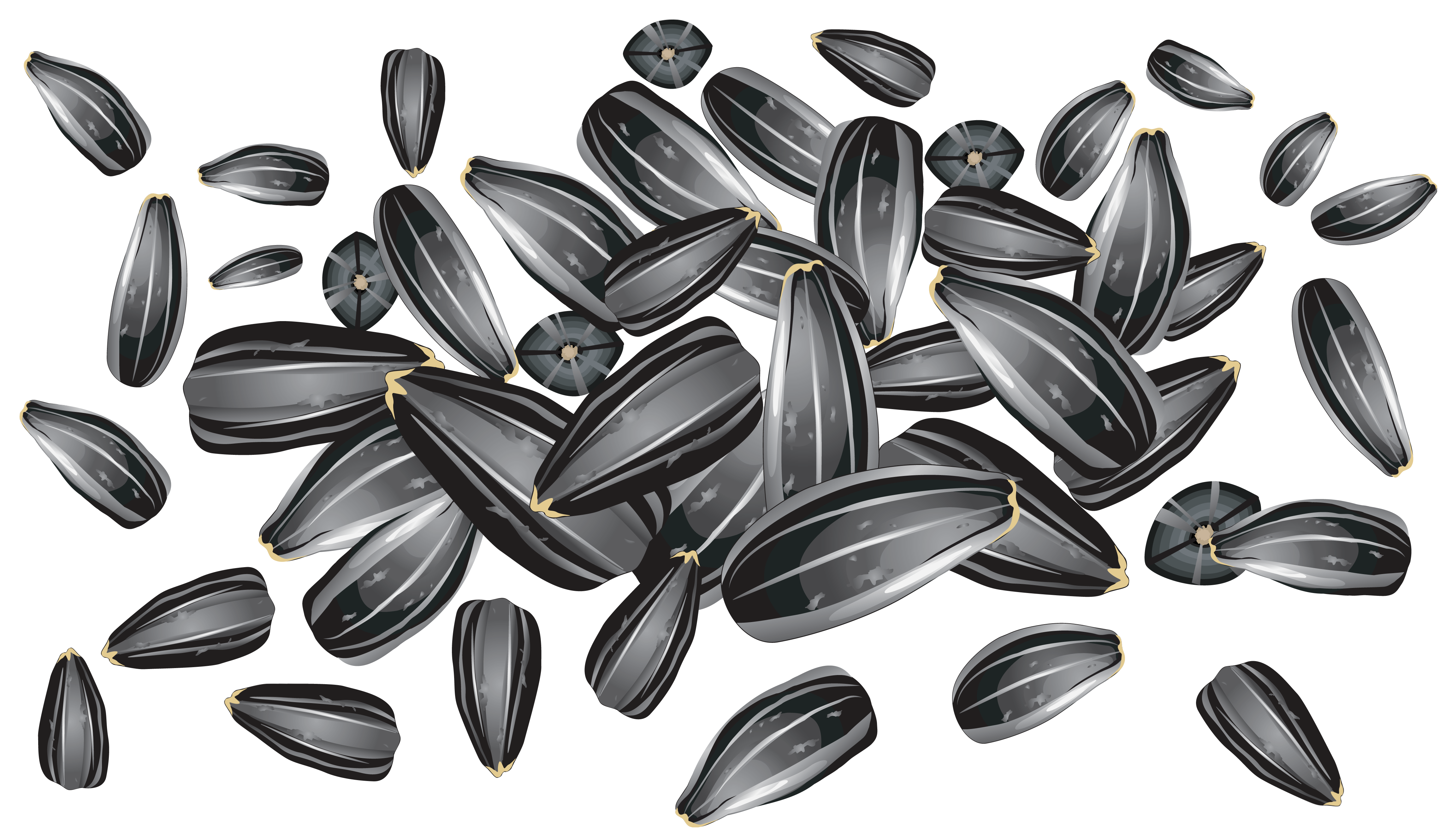 Free 70 Clipart Sunflower Seeds Svg Png Eps Dxf File