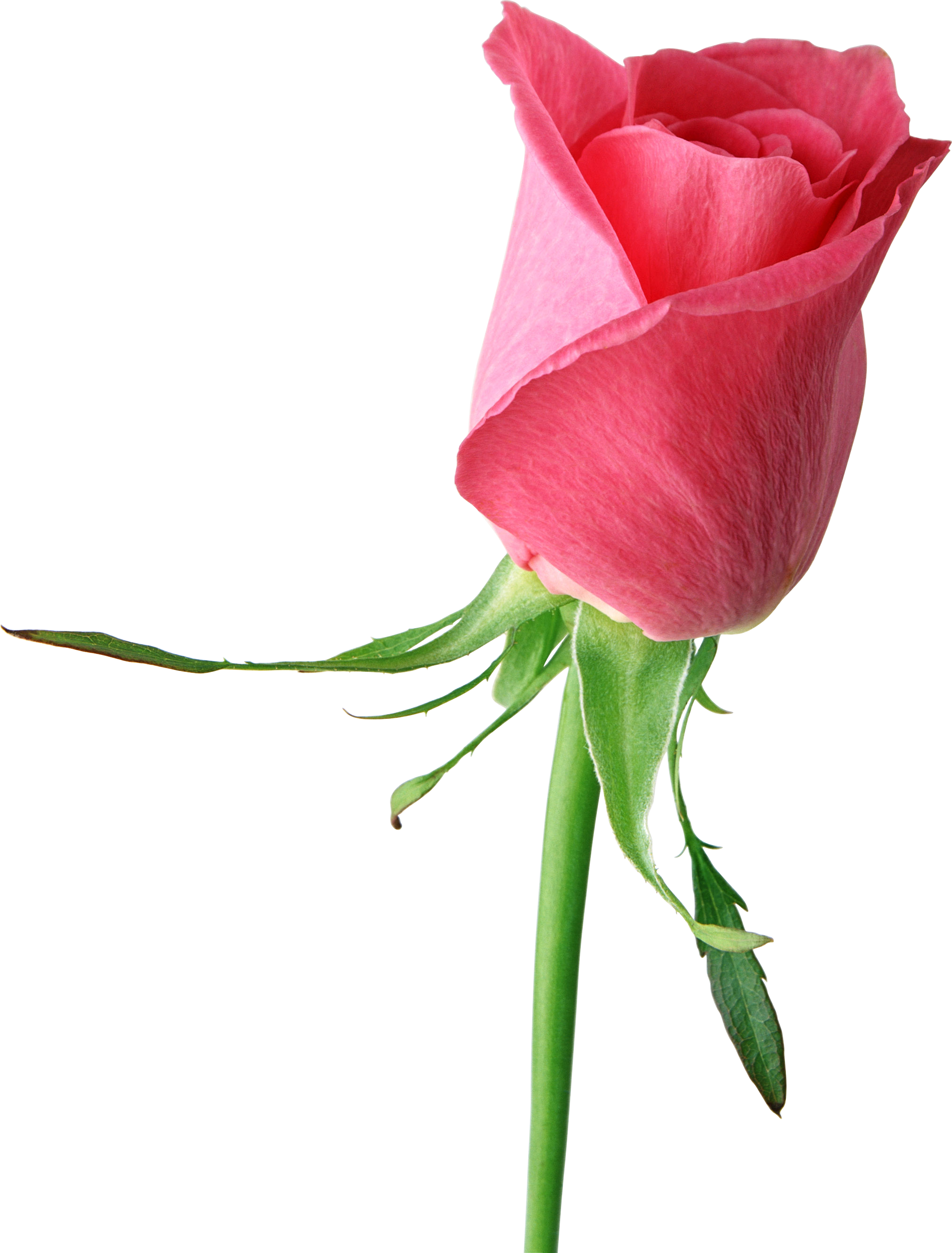 Pink Rose Large Png Clipart Gallery Yopriceville High Quality Free