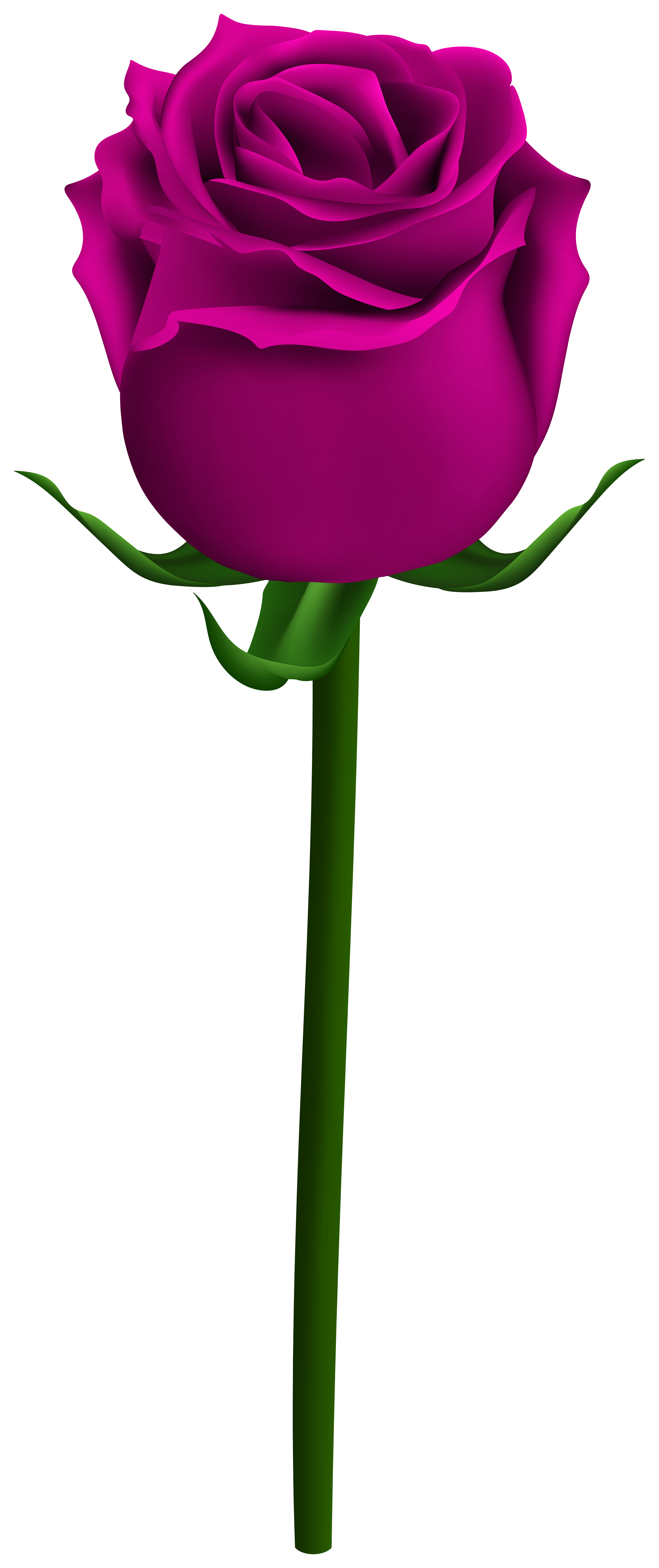 Rose Pink with Steam PNG Clipart | Gallery Yopriceville - High-Quality ...