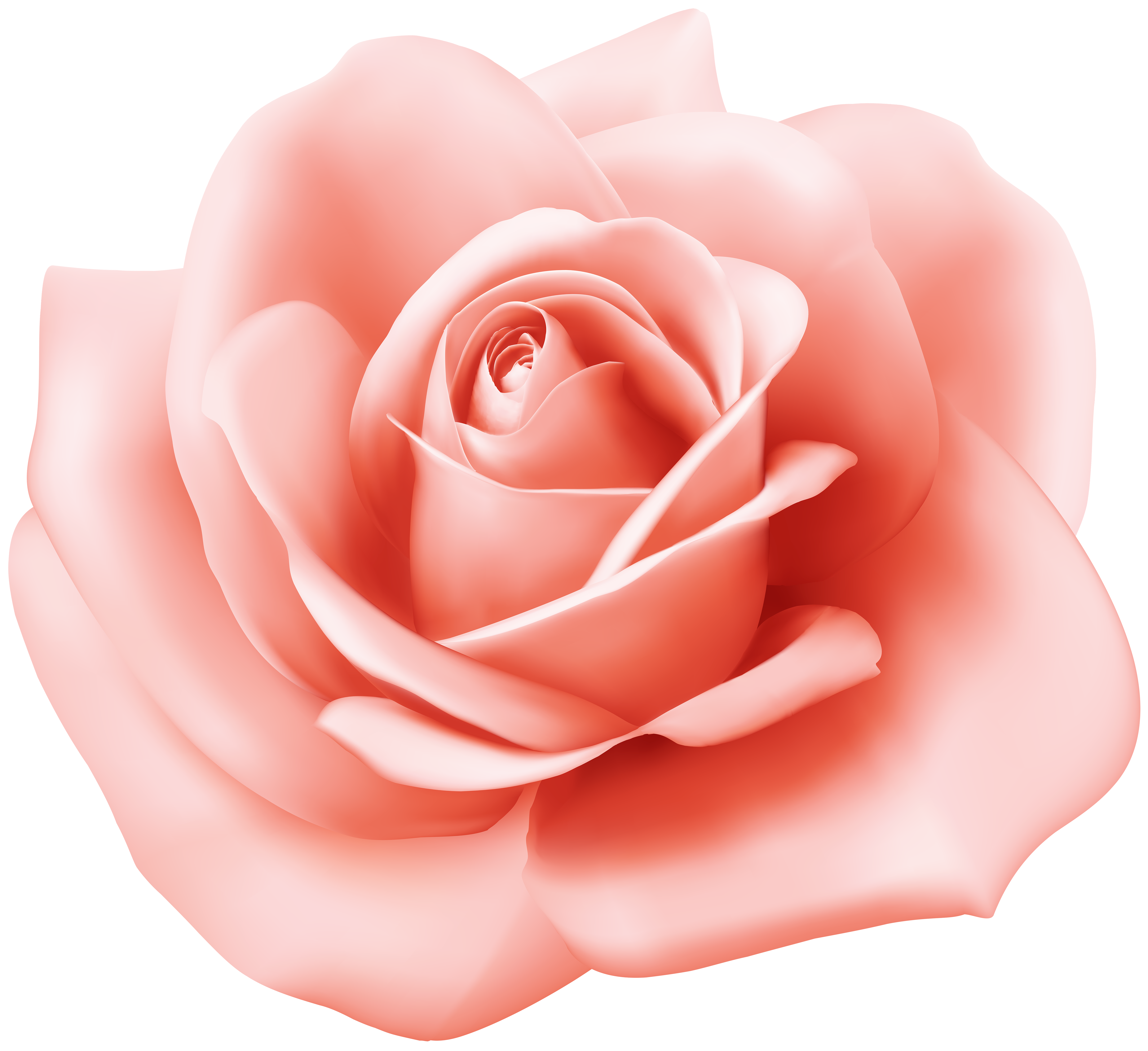 Rose Transparent Image | Gallery Yopriceville - High-Quality Free ...