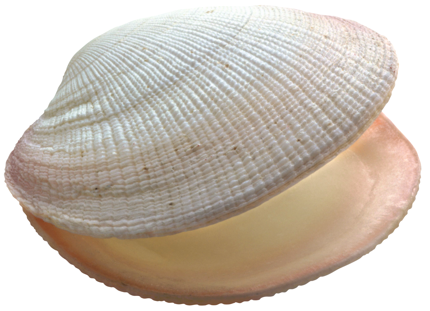 Shell PNG Picture | Gallery Yopriceville - High-Quality Free Images and ...