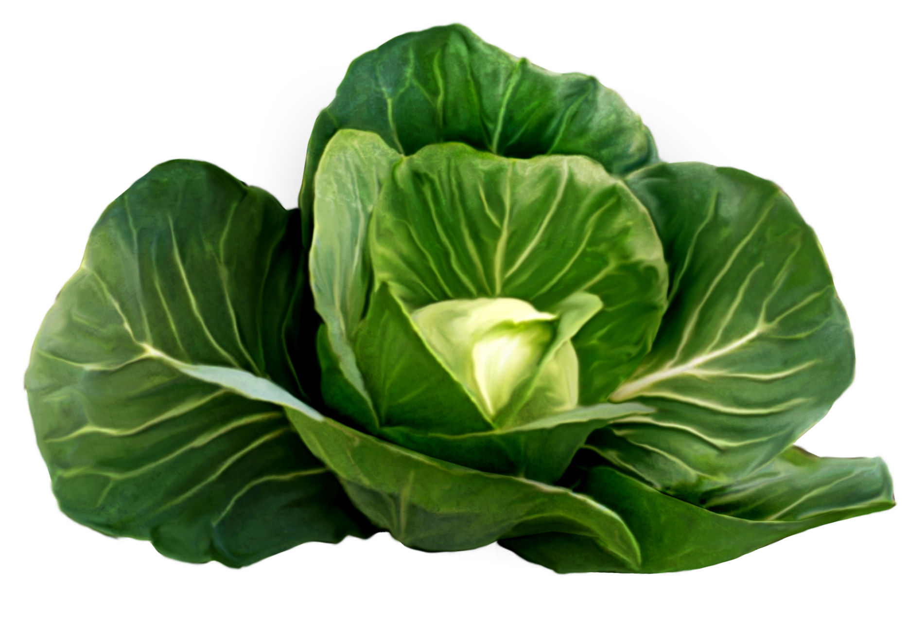 Free Cabbage Cliparts Download Free Clip Art Free Clip Clip Art