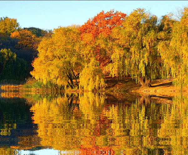 Autumn Trees Gif Animation | Gallery Yopriceville - High-Quality Free ...