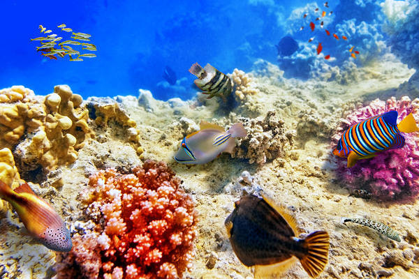 Sea Fishes Background | Gallery Yopriceville - High-Quality Free Images ...