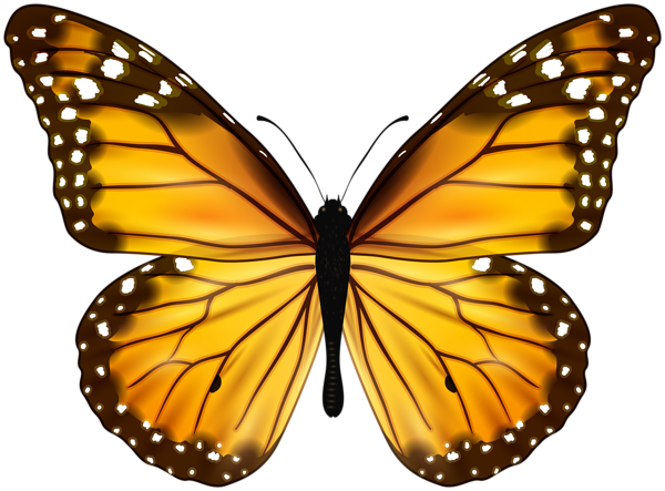 Yellow Butterfly Png Clipart Gallery Yopriceville High Quality Free
