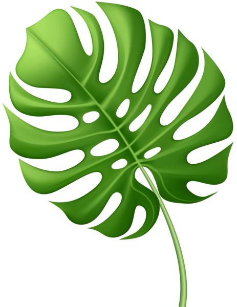 Large Tropical Leaf PNG Clip Art Image | Gallery Yopriceville - High ... Large Tropical Leaf PNG Clip Art Image | Gallery Yopriceville - High ...