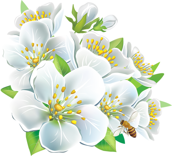 Large White Flowers PNG Clipart | Gallery Yopriceville - High-Quality ...