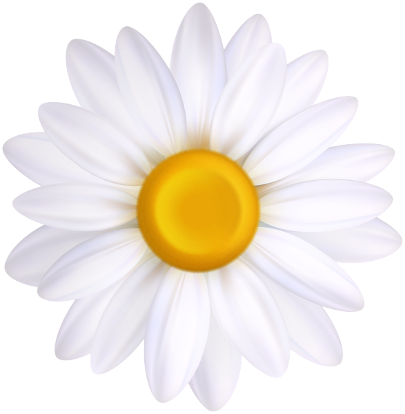 White Flower PNG Clipart | Gallery Yopriceville - High-Quality Free ...