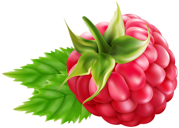 Raspberry Transparent PNG Clip Art | Gallery Yopriceville - High ...