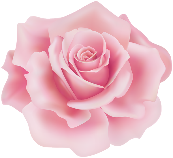 Delicate Soft Pink Rose Png Clipart Gallery Yopriceville High