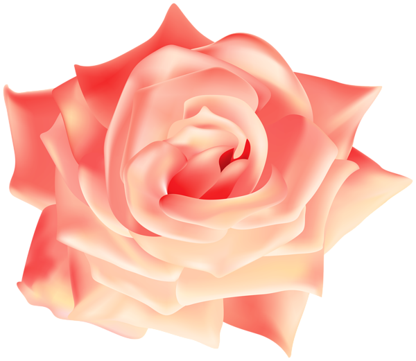Peach Rose Transparent Image | Gallery Yopriceville - High-Quality Free ...