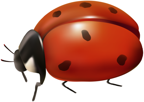 Ladybug Transparent Clip Art | Gallery Yopriceville - High-Quality Free ...