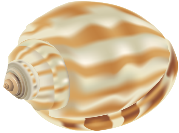 Shell PNG Clip Art Image | Gallery Yopriceville - High-Quality Free ...