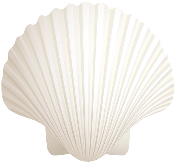 White Seashell PNG Clip Art Image | Gallery Yopriceville - High-Quality ...