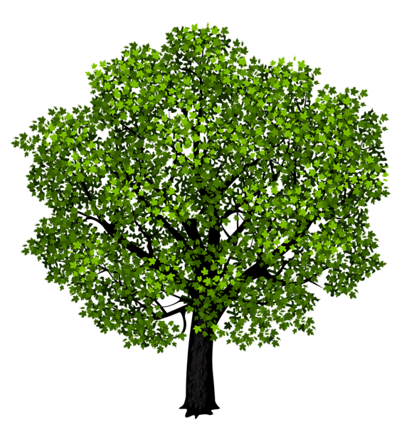 Green Maple Tree PNG Clipart Picture | Gallery Yopriceville - High ...