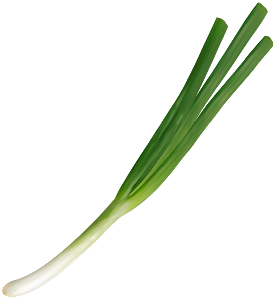 Spring Onion PNG Transparent Clipart | Gallery Yopriceville - High ...