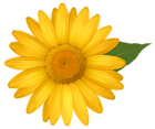 Yellow Daisy PNG Image | Gallery Yopriceville - High-Quality Images and ...